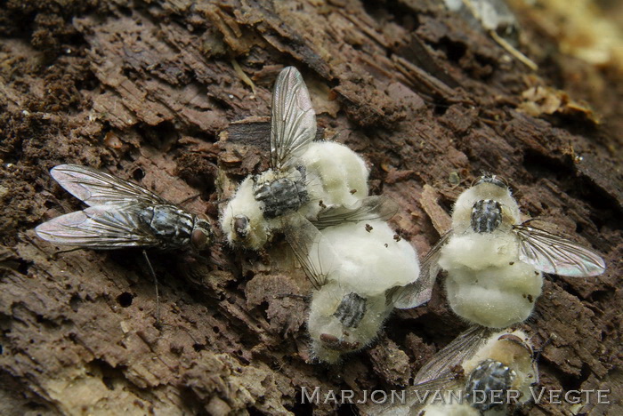 Entomophthora muscae (Empusa muscae) - AMANITA Paddenstoelen