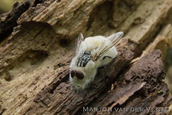 Entomophthora muscae (Empusa muscae) - AMANITA Paddenstoelen